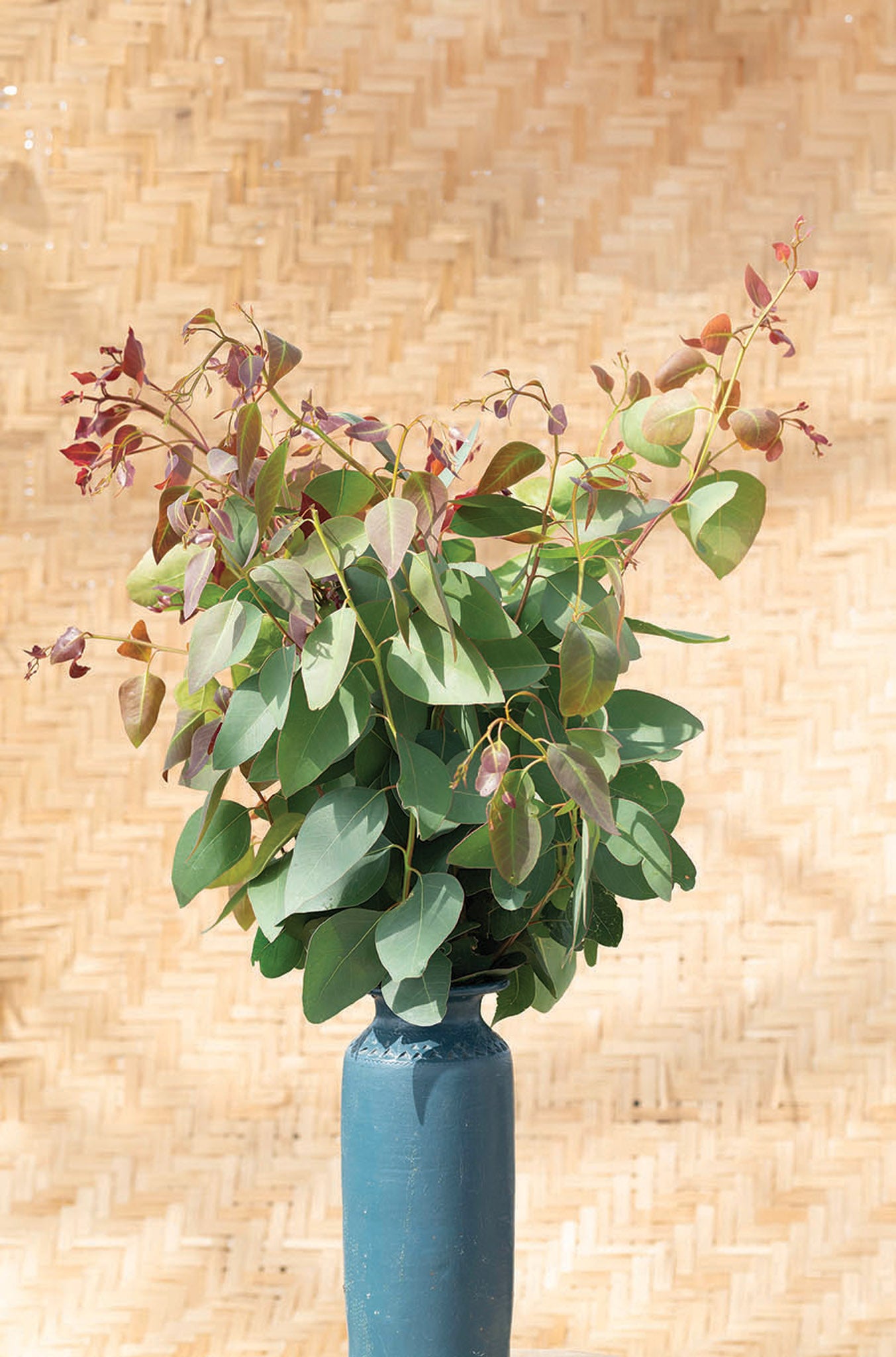 Eucalyptus Blakely William Dam Seeds eucalyptus-blakely-william-dam-seeds