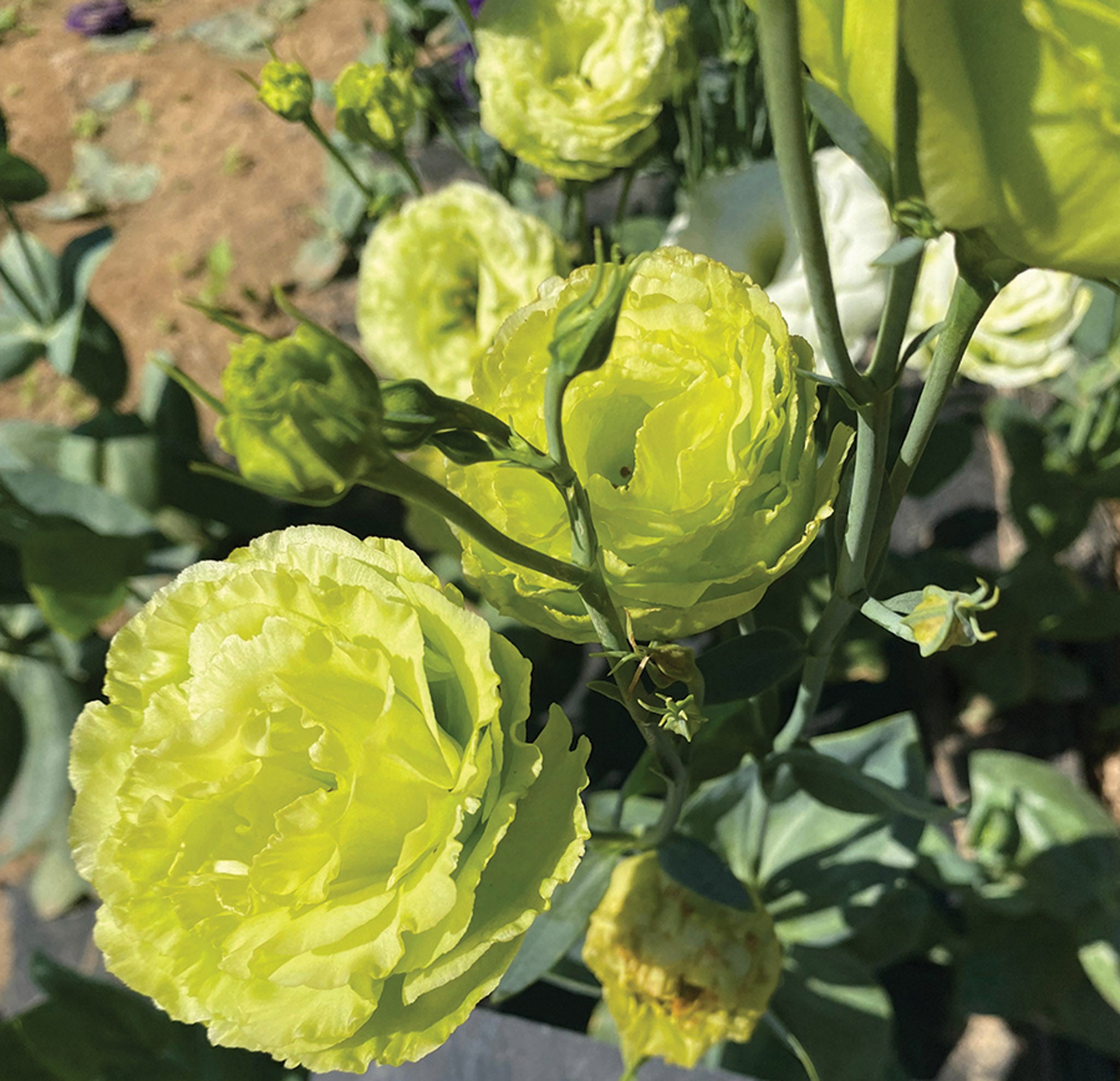 lisianthus-roseanne-green-william-dam-seeds