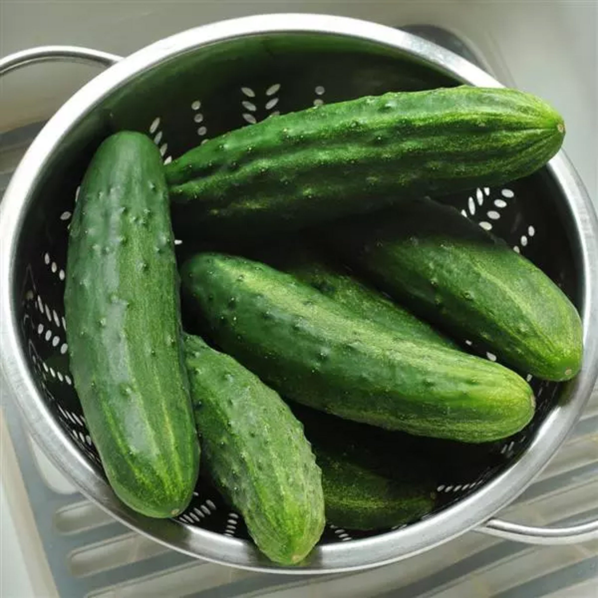 Cucumber, Patio Snacker Hybrid – William Dam Seeds