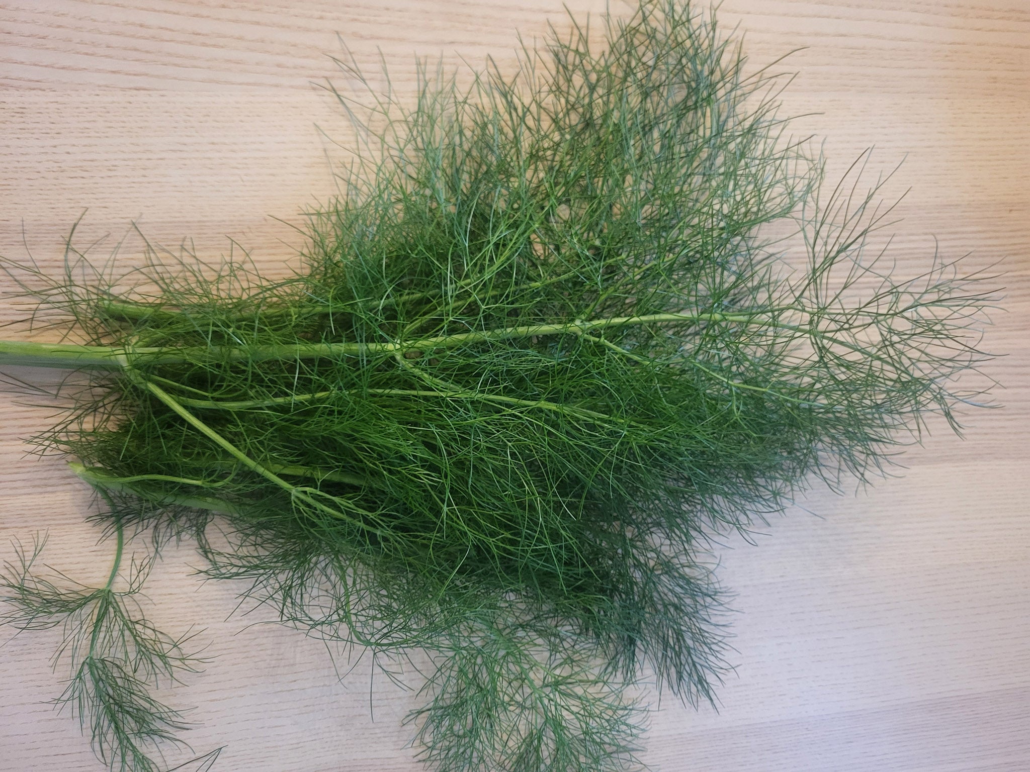 Fennel, Finnochio/Florence – William Dam Seeds