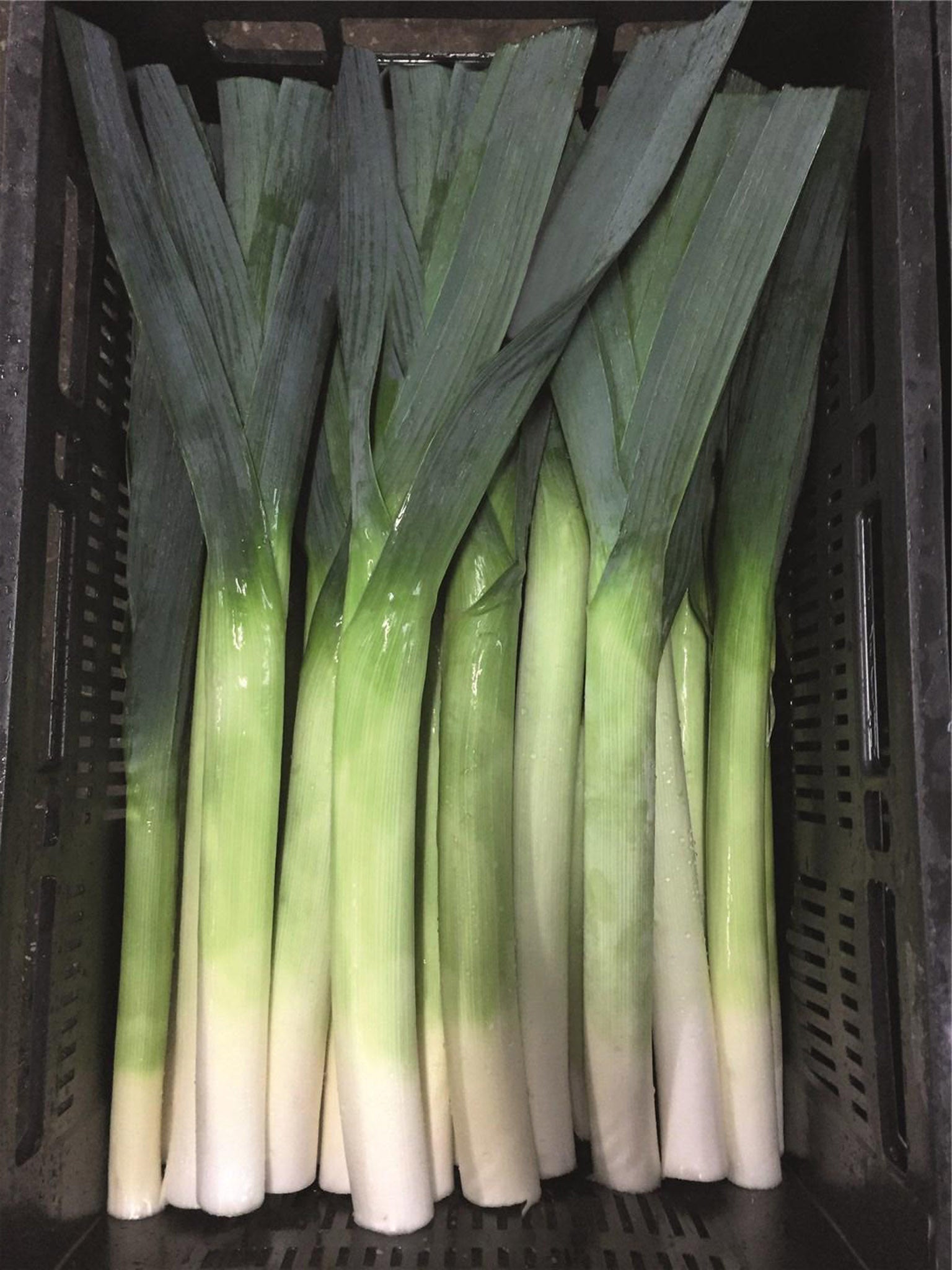 Leek, Batter F-1 – William Dam Seeds