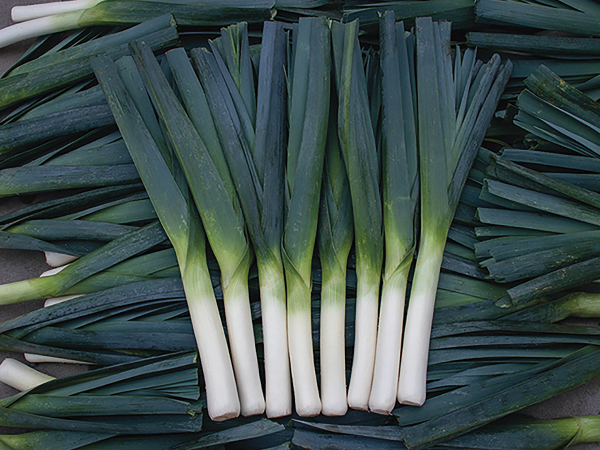 Leek, Oslo Hybrid Organic – William Dam Seeds