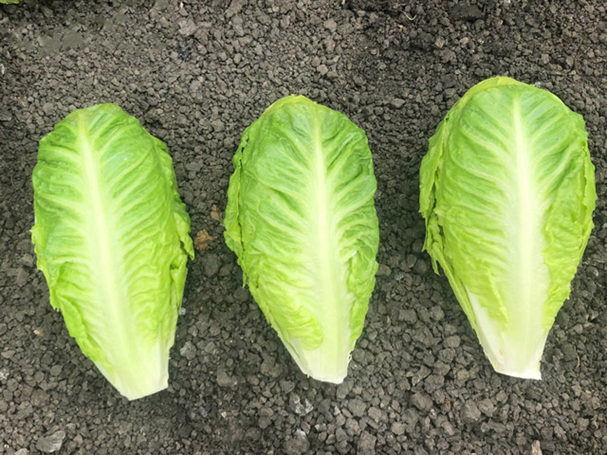 Lettuce, Hamberg Organic – William Dam Seeds