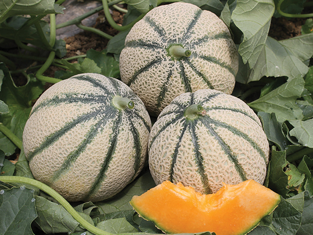 Melon, Tirreno Hybrid Organic – William Dam Seeds