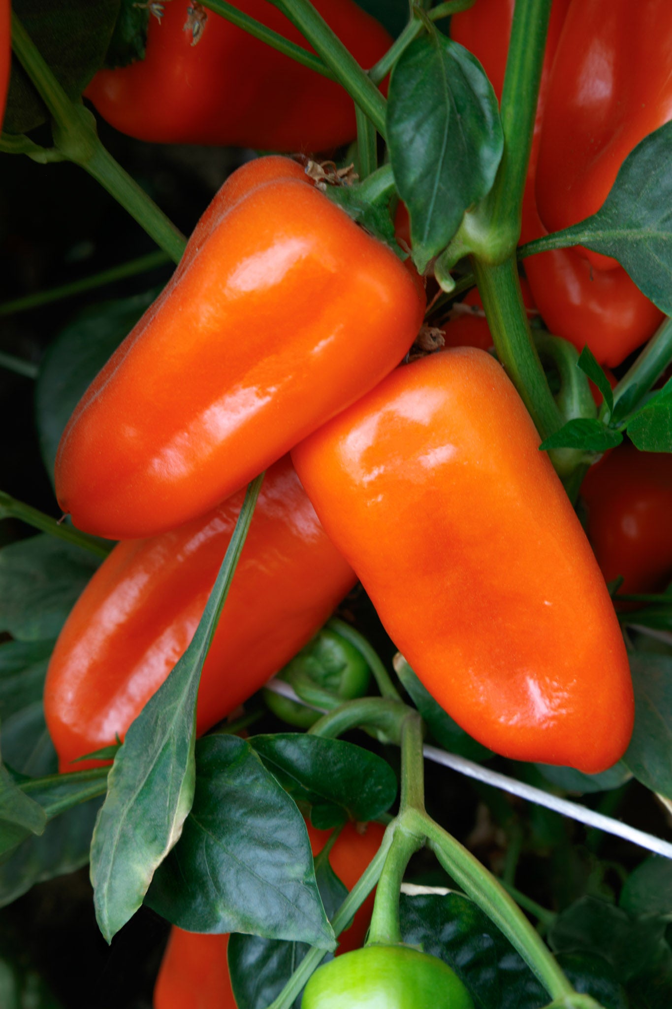Peppers, Orange Delite – William Dam Seeds