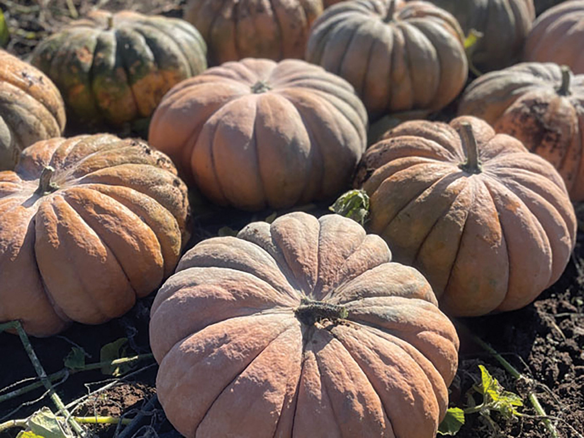 Pumpkin, Odette Hybrid – William Dam Seeds
