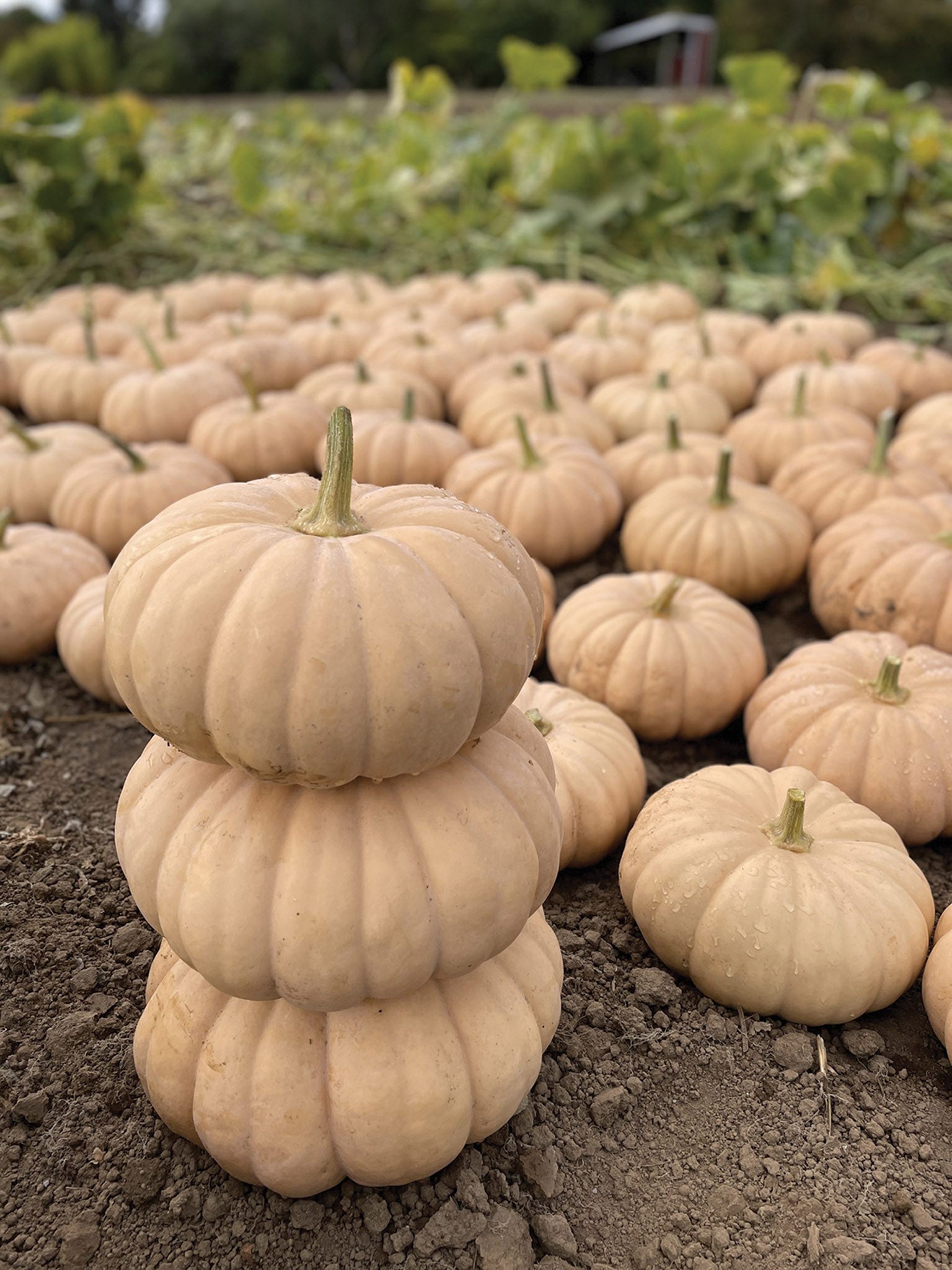 Pumpkin, Spellcast Hybrid – William Dam Seeds
