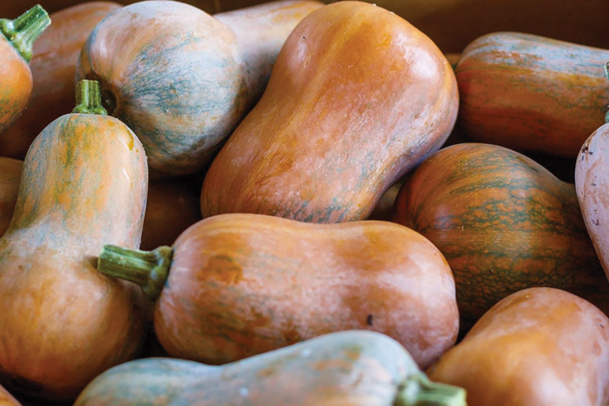 Winter Squash, Honeynut Hybrid – William Dam Seeds