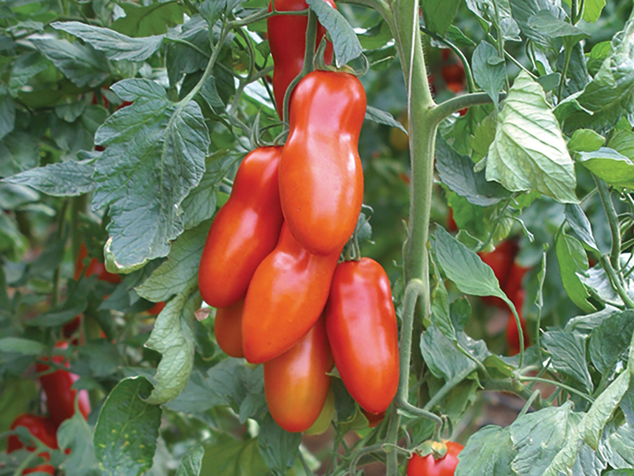 Tomato, Pozzano Hybrid Organic – William Dam Seeds