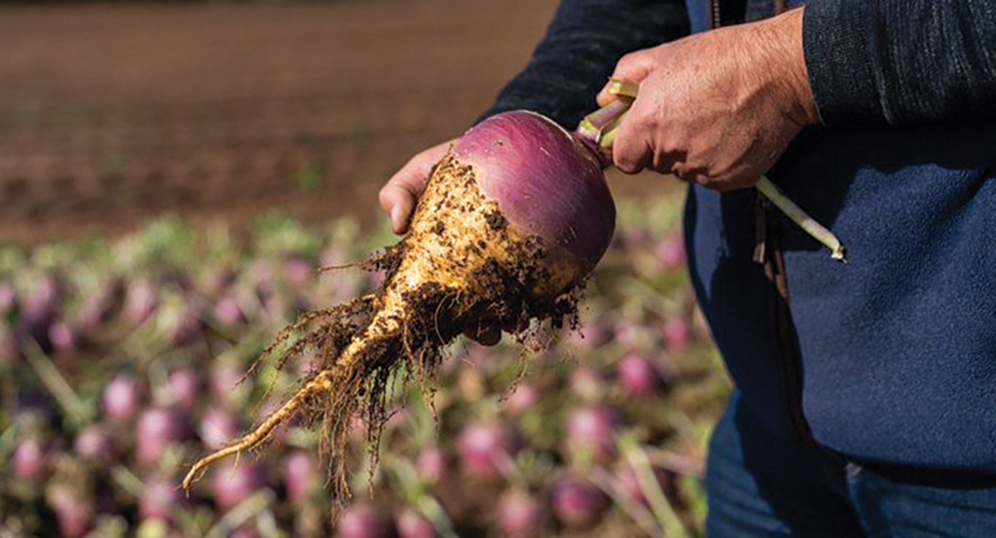 Rutabaga, Teviot Hybrid – William Dam Seeds