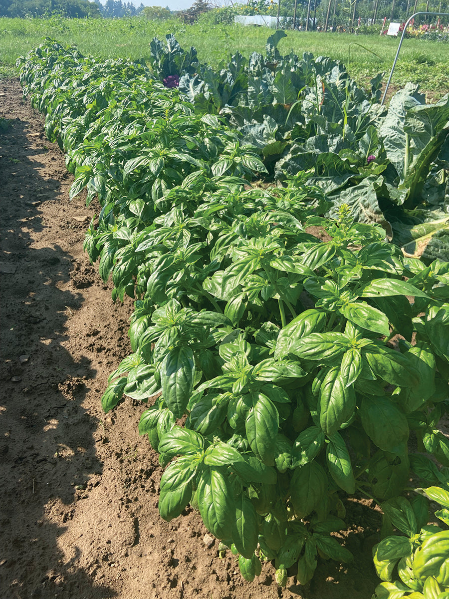 Basil, Evi Organic – William Dam Seeds