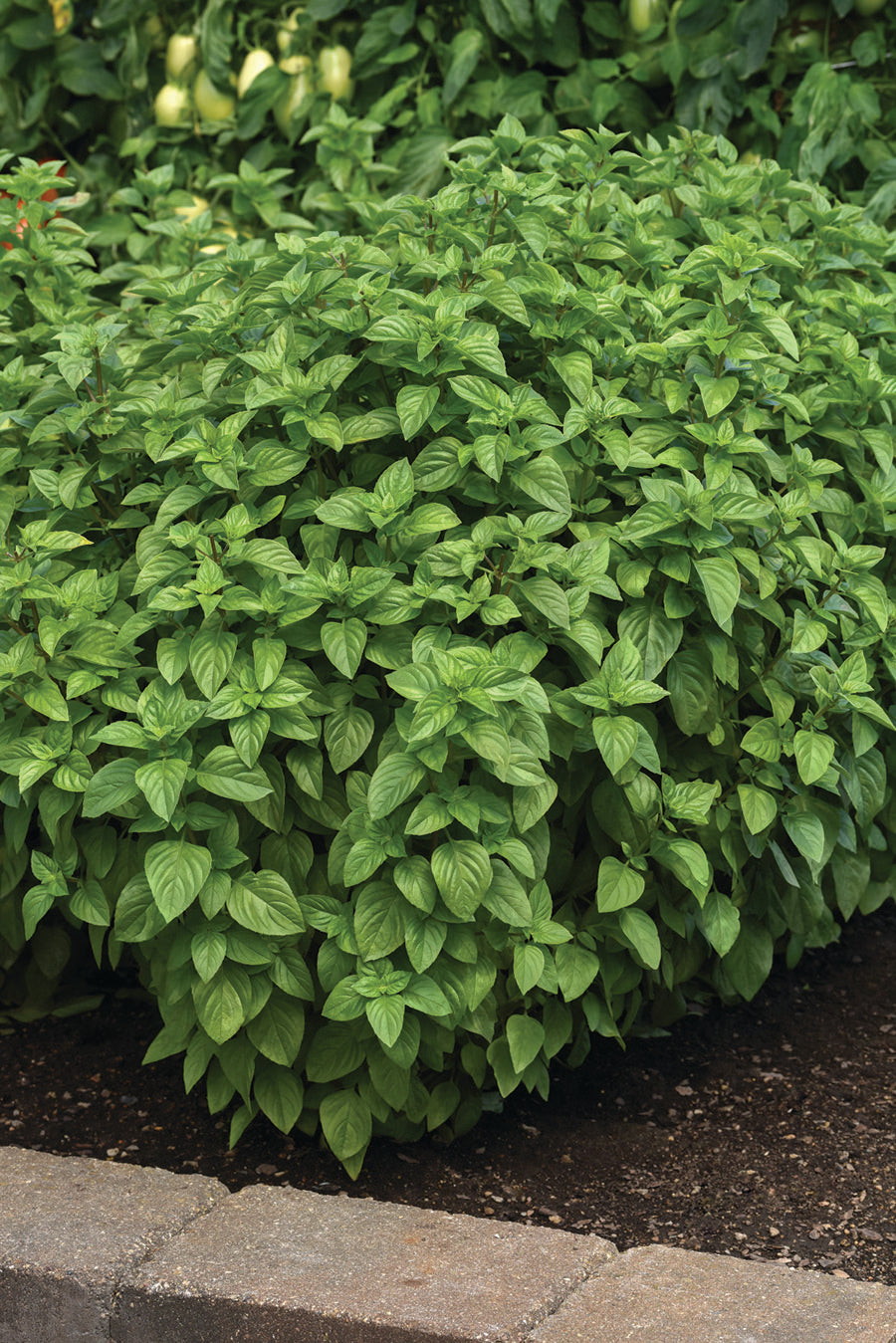 Basil, Everleaf Lemon – William Dam Seeds