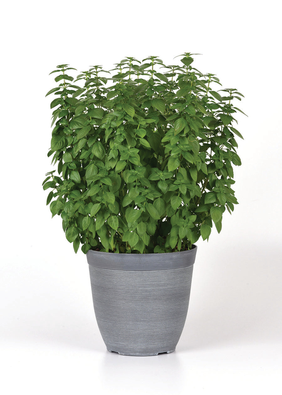 Basil, Everleaf Lemon – William Dam Seeds