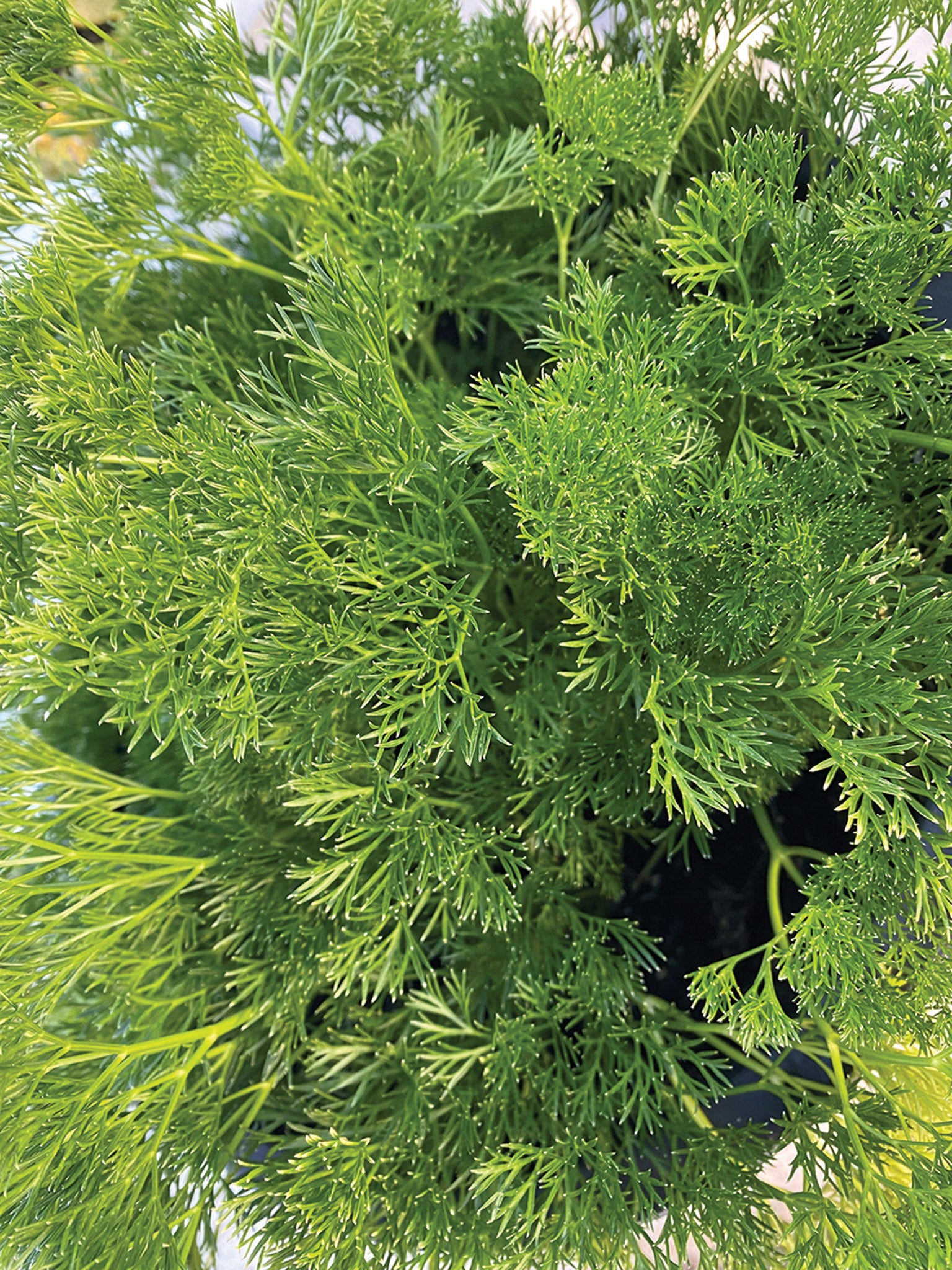 Parsley, Menuette – William Dam Seeds