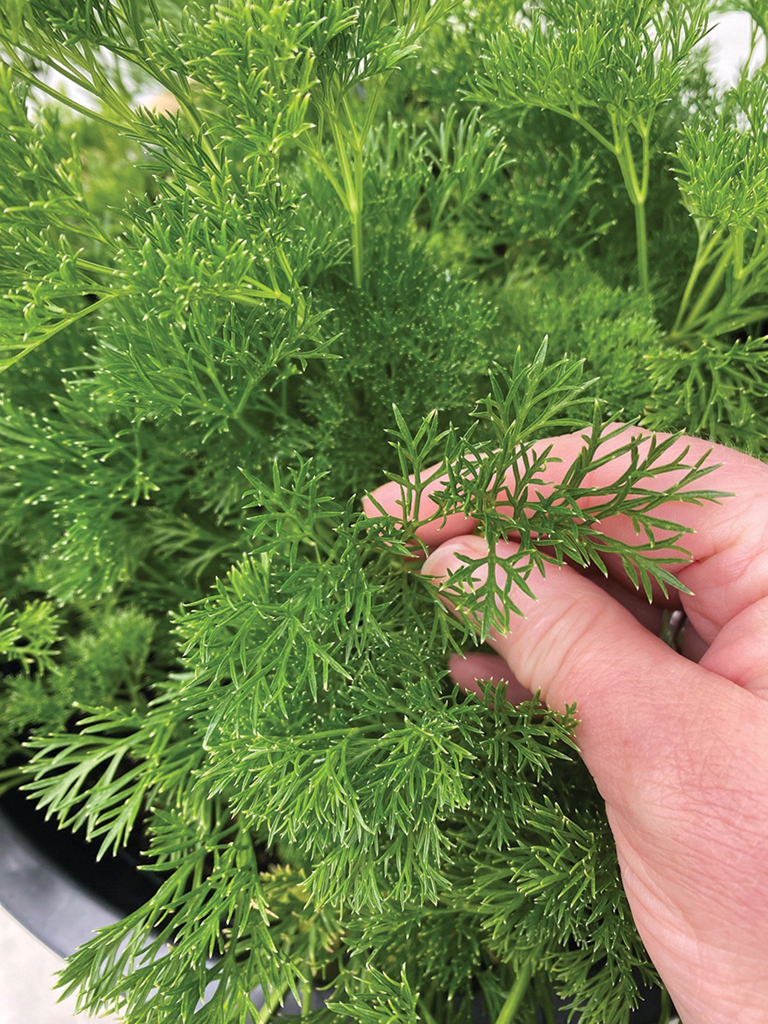 Parsley, Menuette – William Dam Seeds