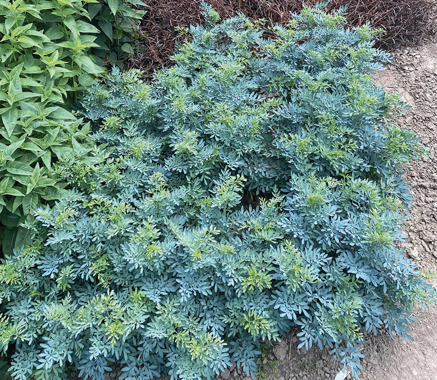 Rue, Barry – William Dam Seeds