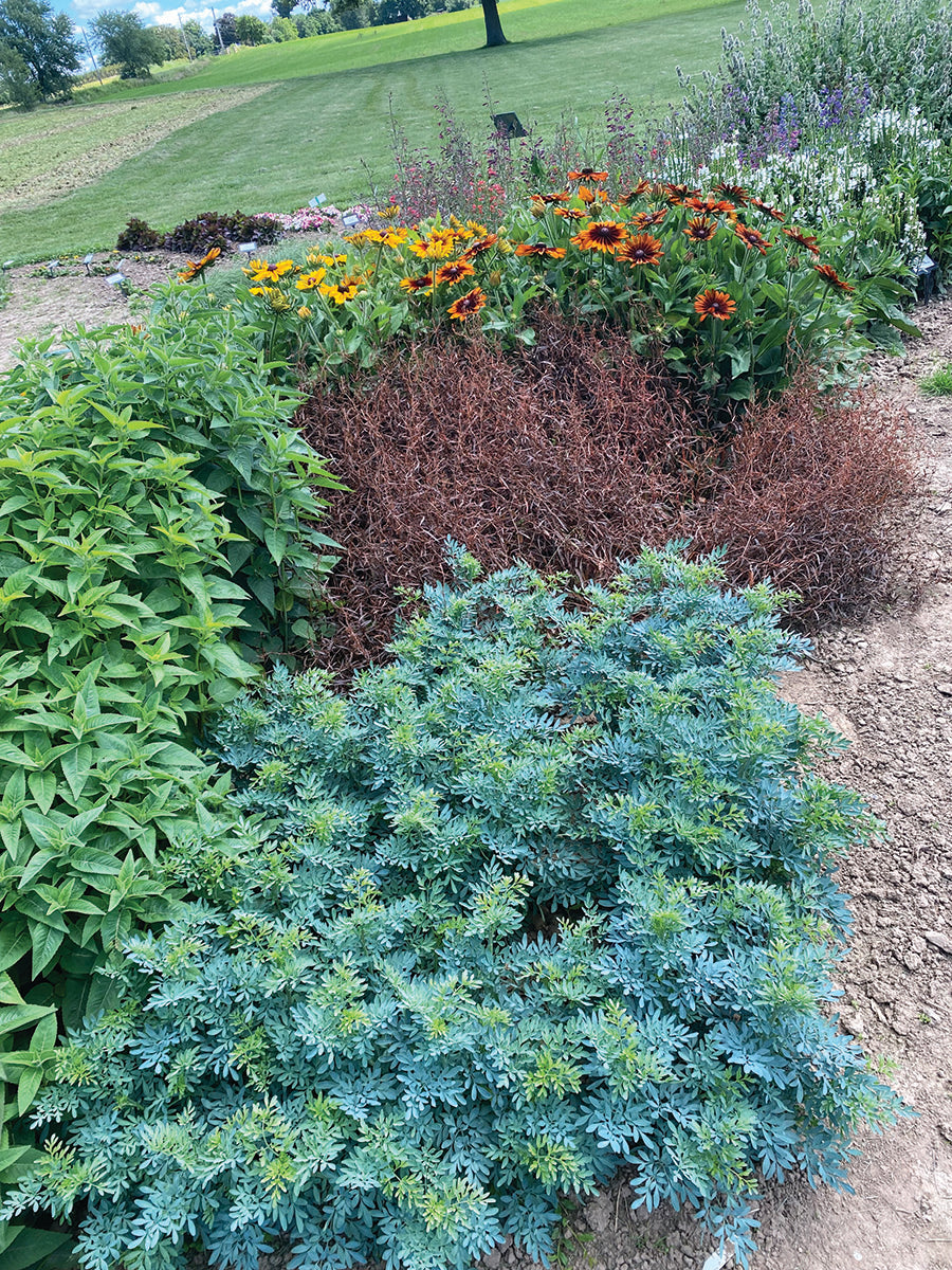 Rue, Barry – William Dam Seeds