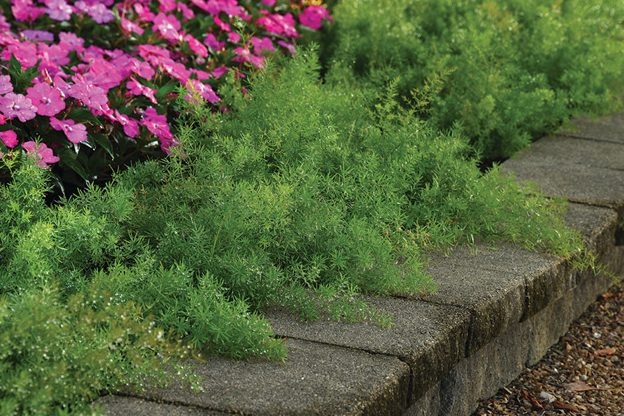 Asparagus Fern, Fuzzy Fern Frizz – William Dam Seeds