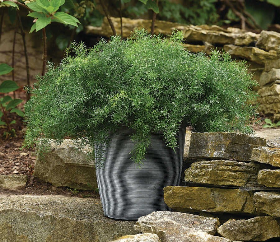Asparagus Fern, Fuzzy Fern Frizz – William Dam Seeds