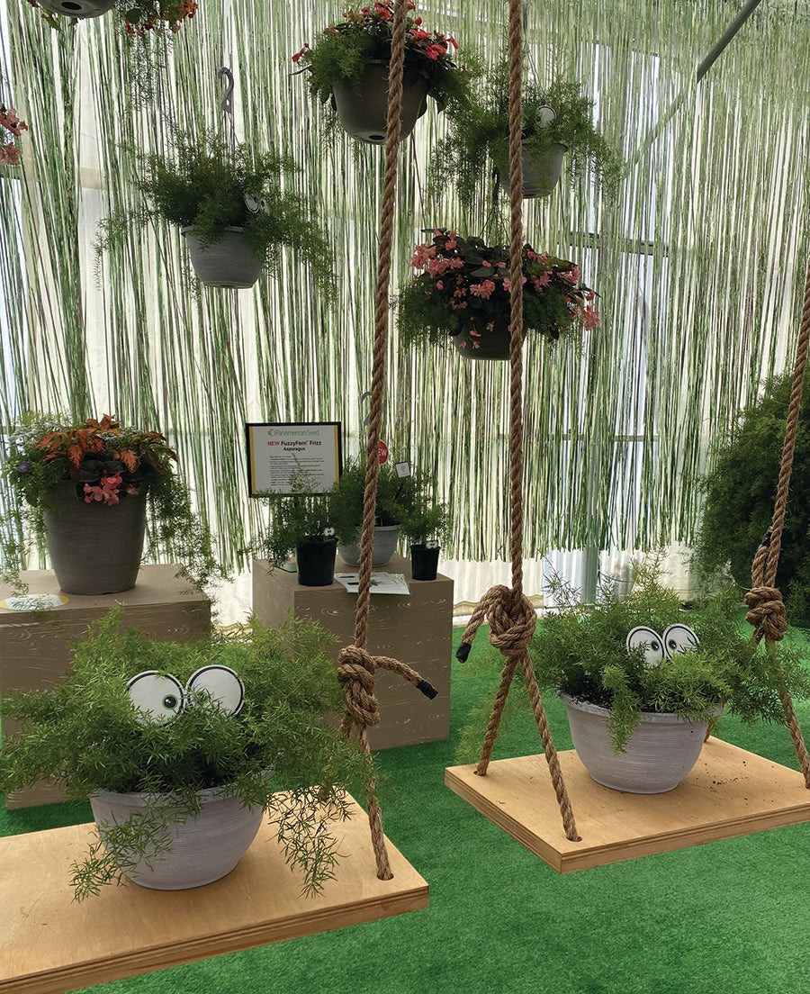 Asparagus Fern, Fuzzy Fern Frizz – William Dam Seeds