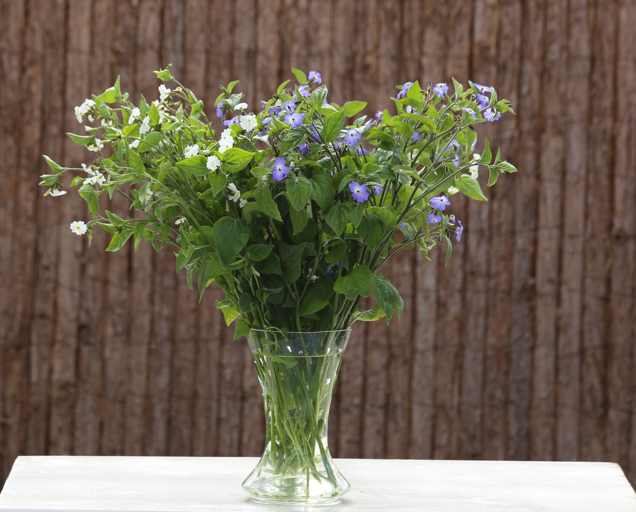 Browallia, Blue Lady – William Dam Seeds