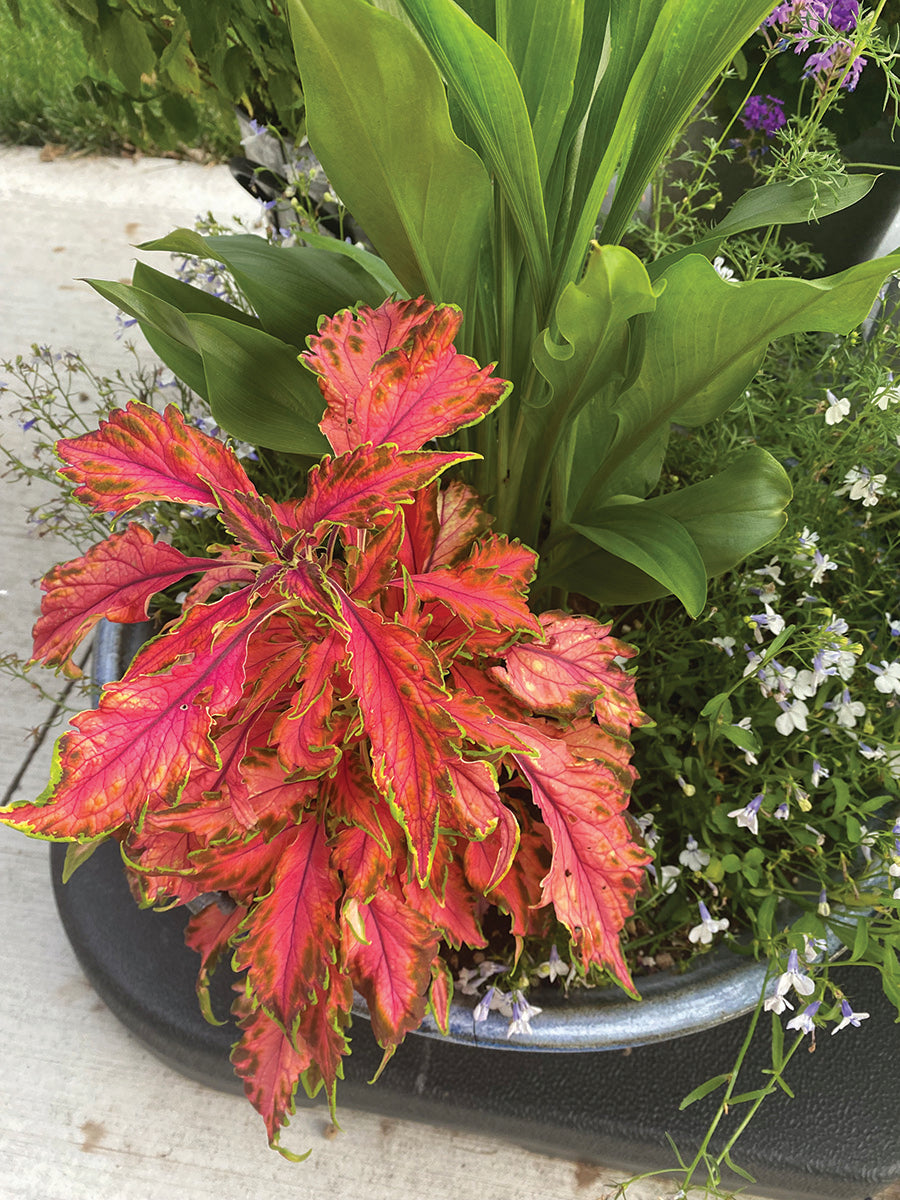 Coleus, Coral Candy – William Dam Seeds