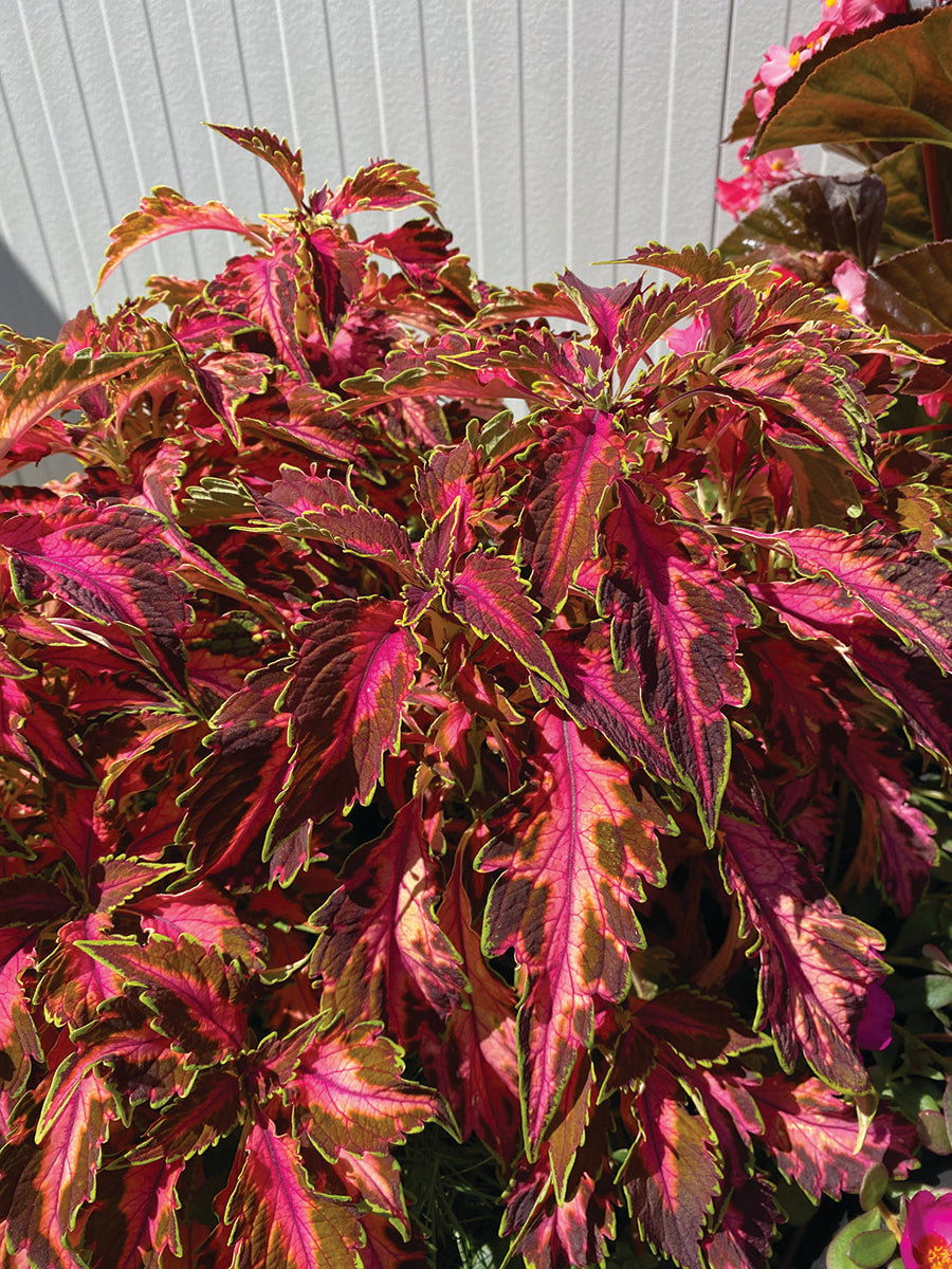 Coleus, Coral Candy – William Dam Seeds