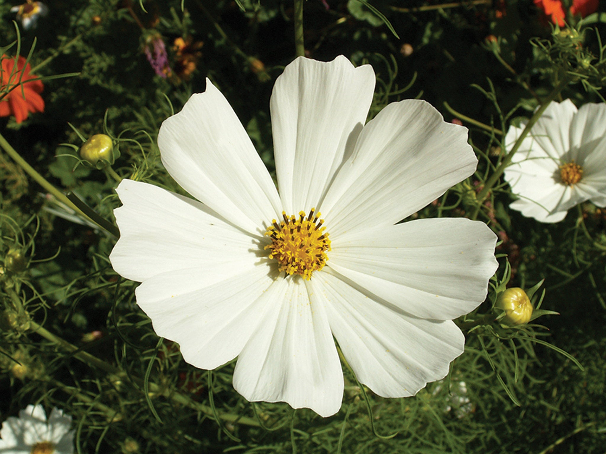 Cosmos, Purity – William Dam Seeds
