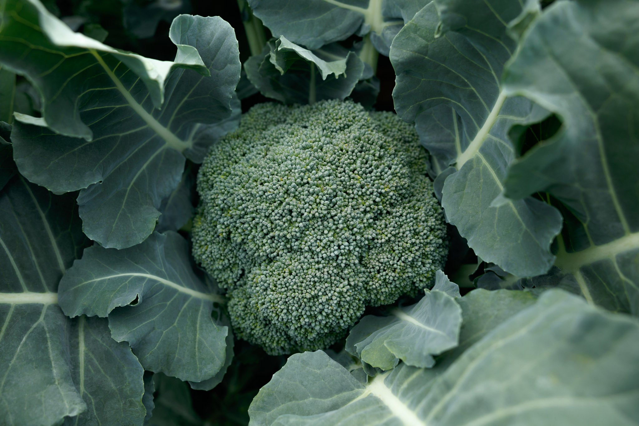 Broccoli, Kingdom F-1 – William Dam Seeds