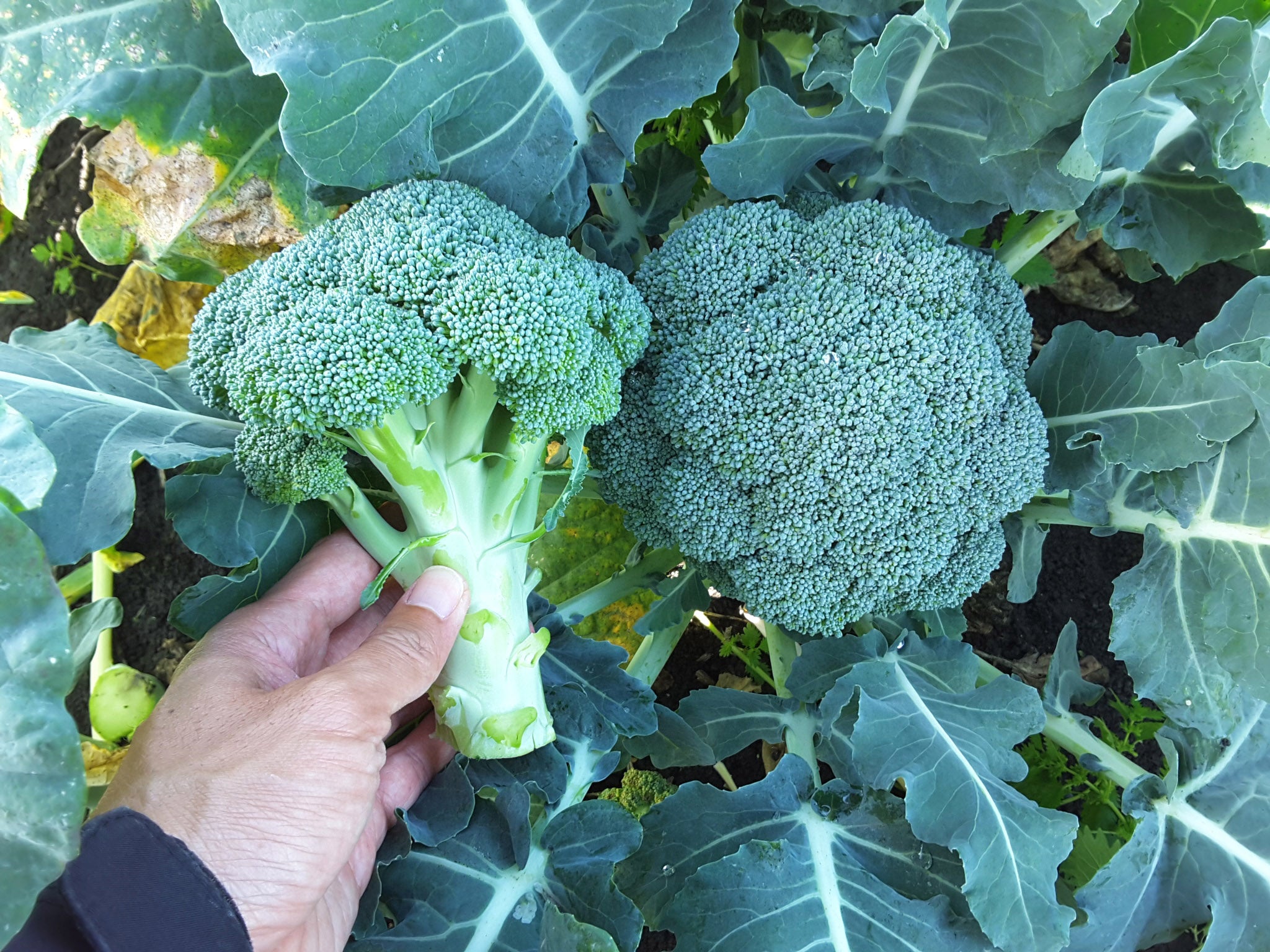 Broccoli, Kingdom F-1 – William Dam Seeds