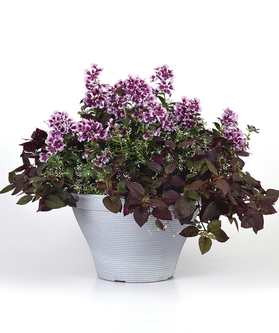 Cuphea, Sweet Talk Lavender Splash – William Dam Seeds