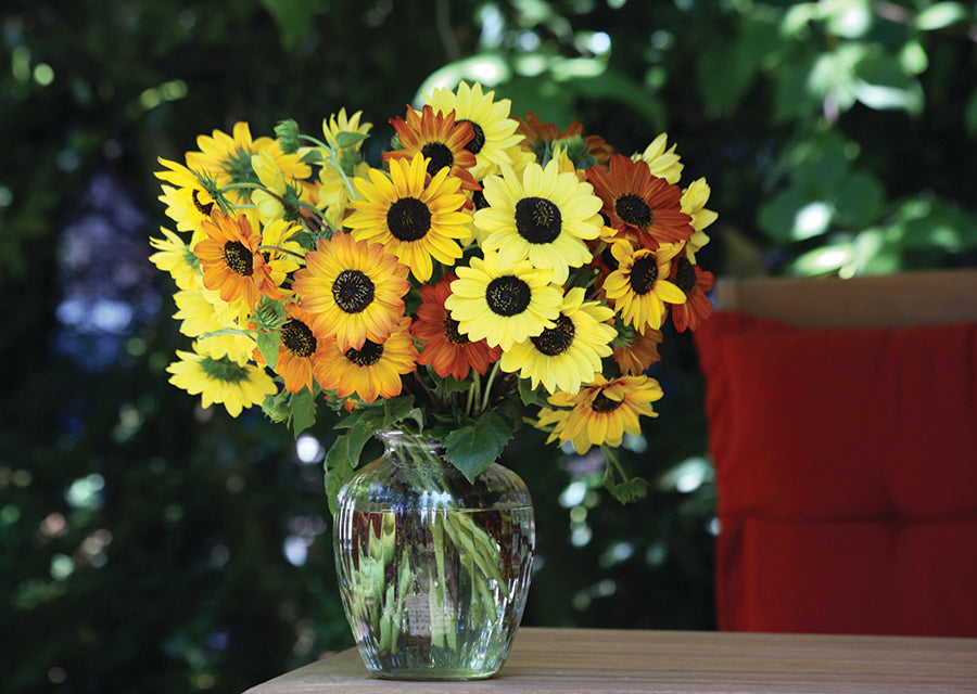 Sunflower, Soluna Mix – William Dam Seeds