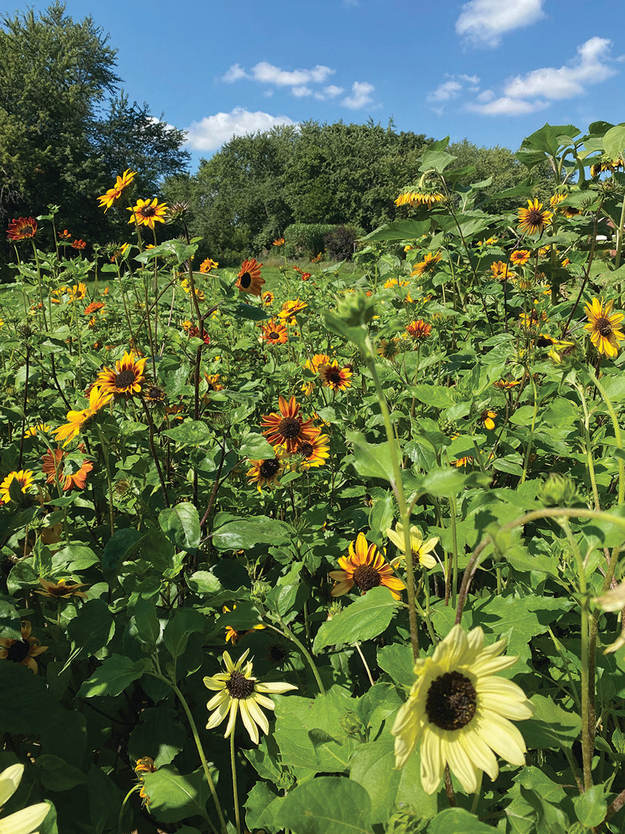 Sunflower, Soluna Mix – William Dam Seeds