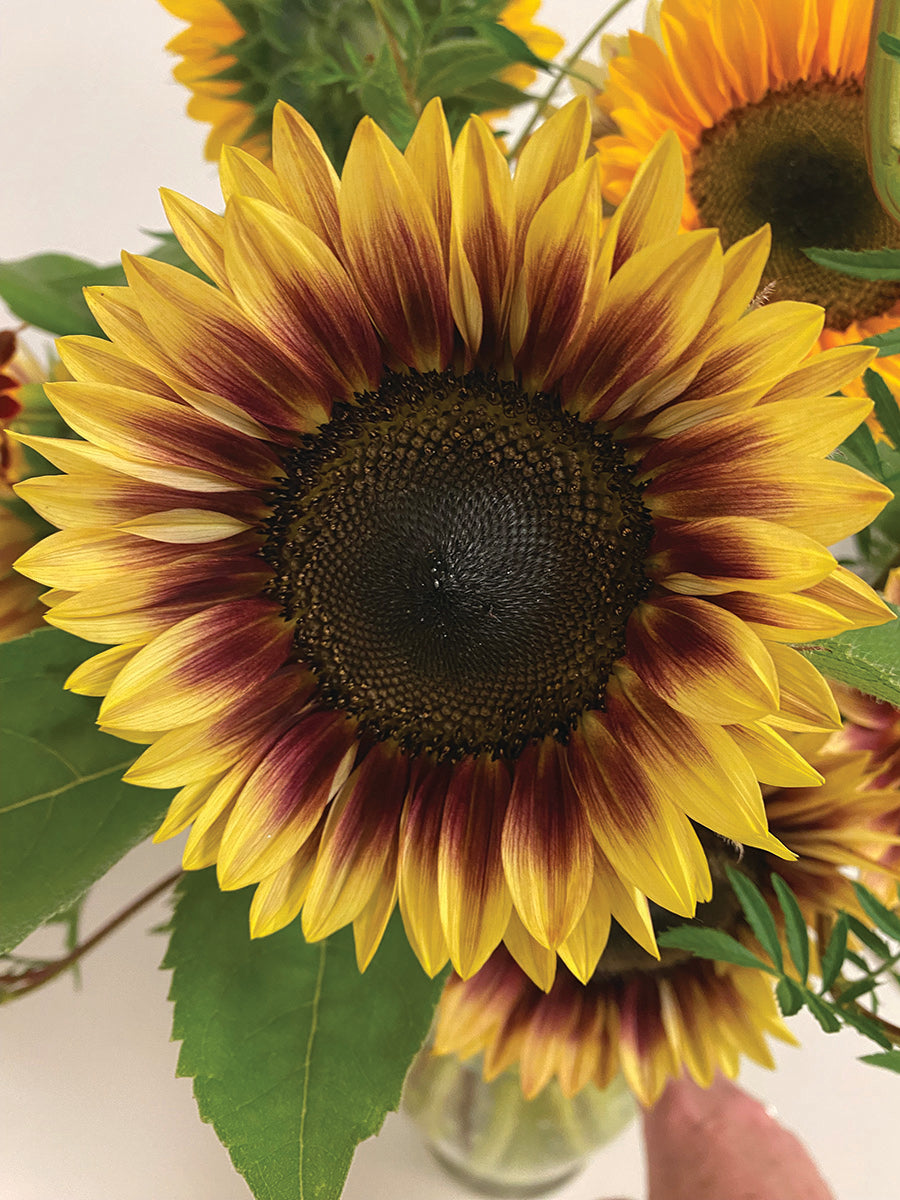 Desert Sun – William Dam Seeds