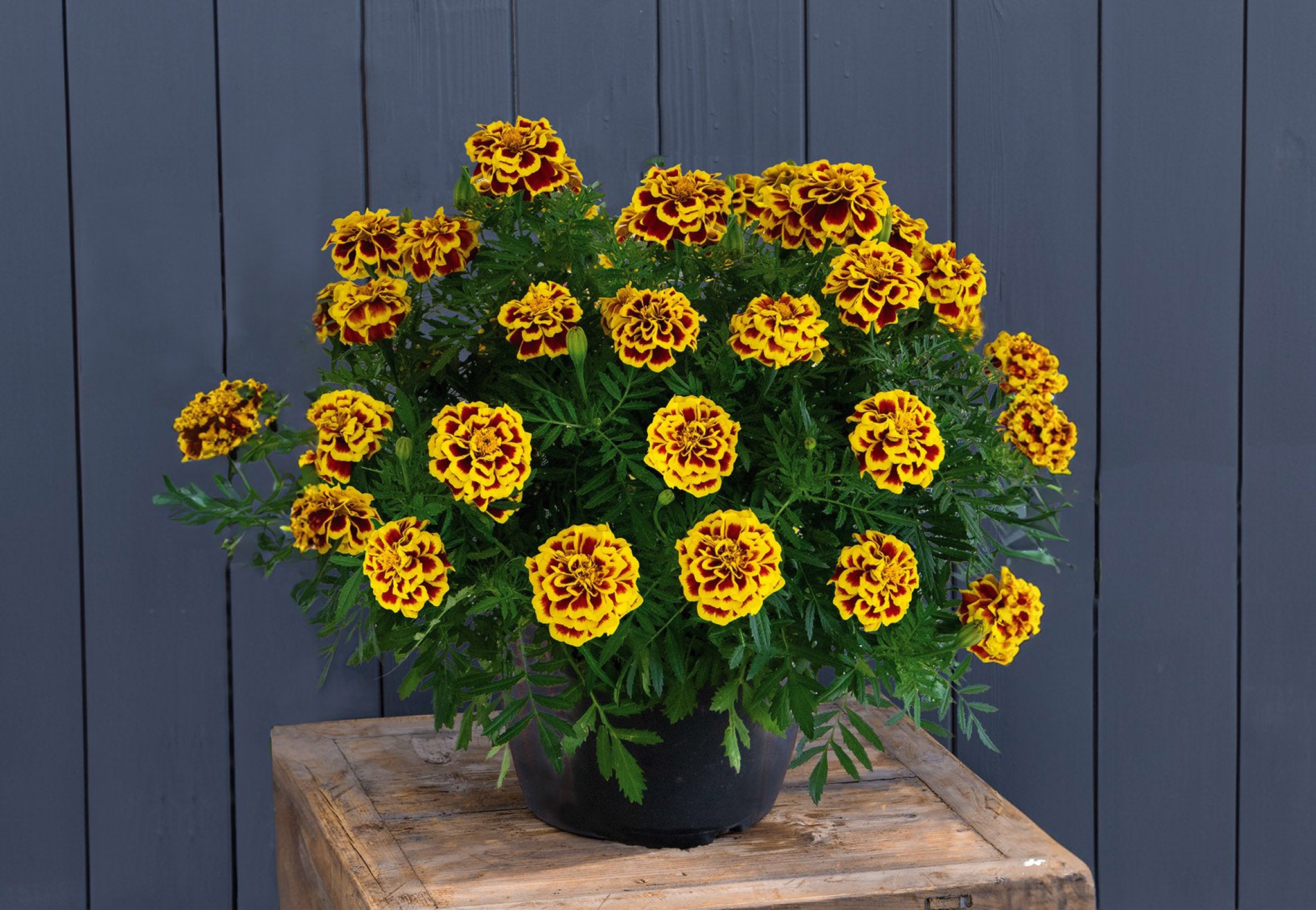 Marigold, Mango Tango – William Dam Seeds