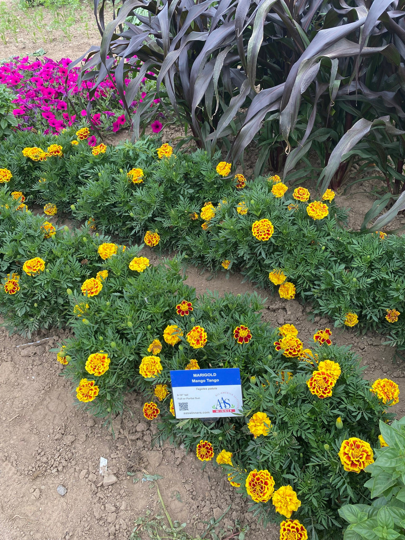 Marigold, Mango Tango – William Dam Seeds