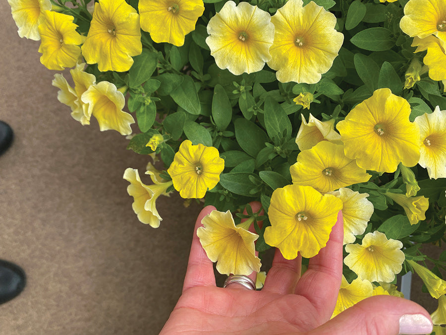 Petchoa, Calliburst Yellow – William Dam Seeds