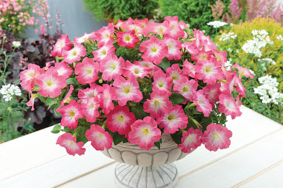 Petunia, Cherry Morn – William Dam Seeds