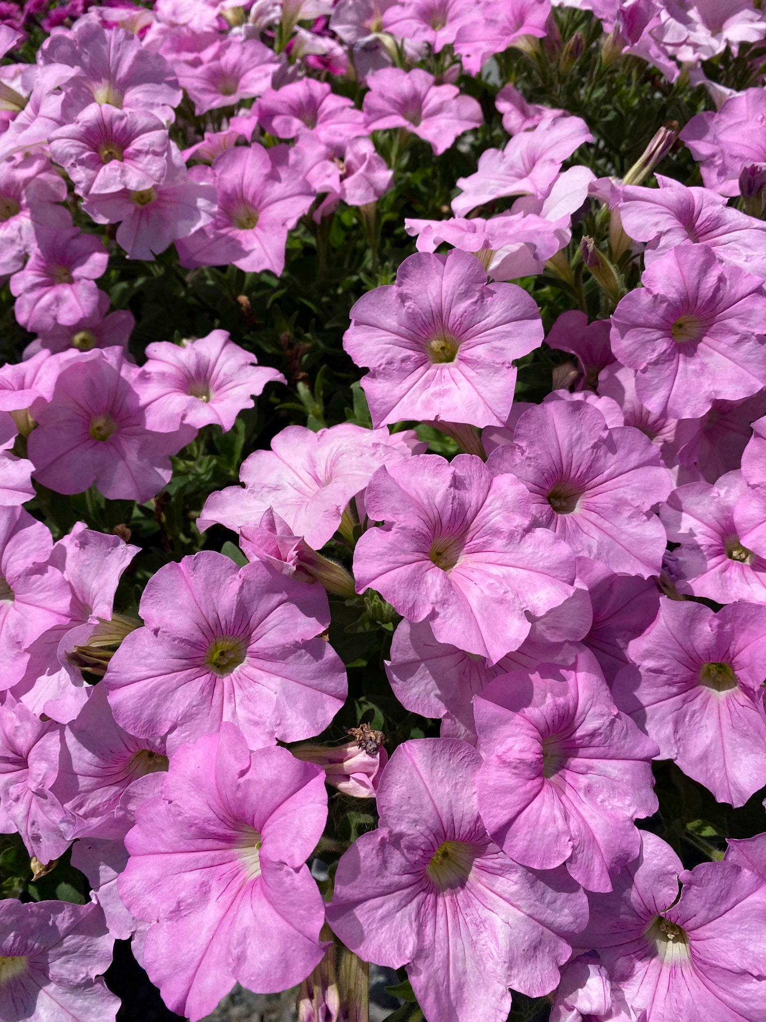 Petunia, Easy Wave Pink Pearl – William Dam Seeds