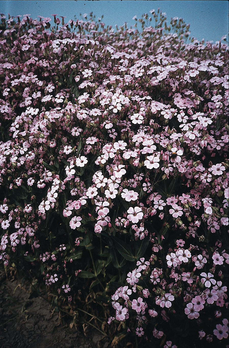 Saponaria, Pink Beauty – William Dam Seeds