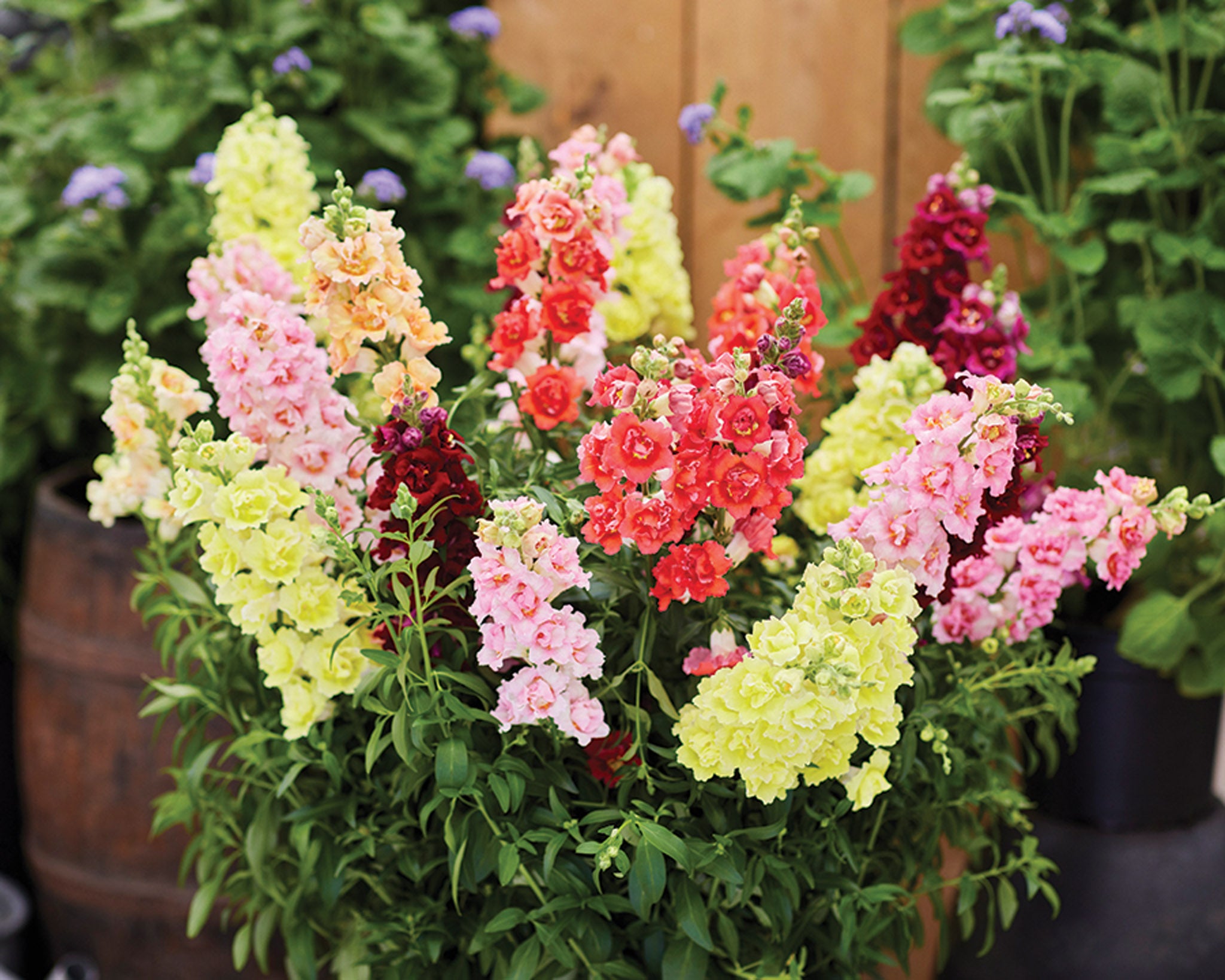 Snapdragon, Doubleshot Mix – William Dam Seeds