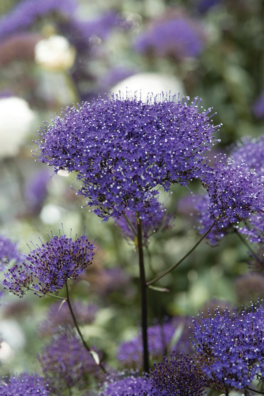 Trachelium, Black Knight – William Dam Seeds