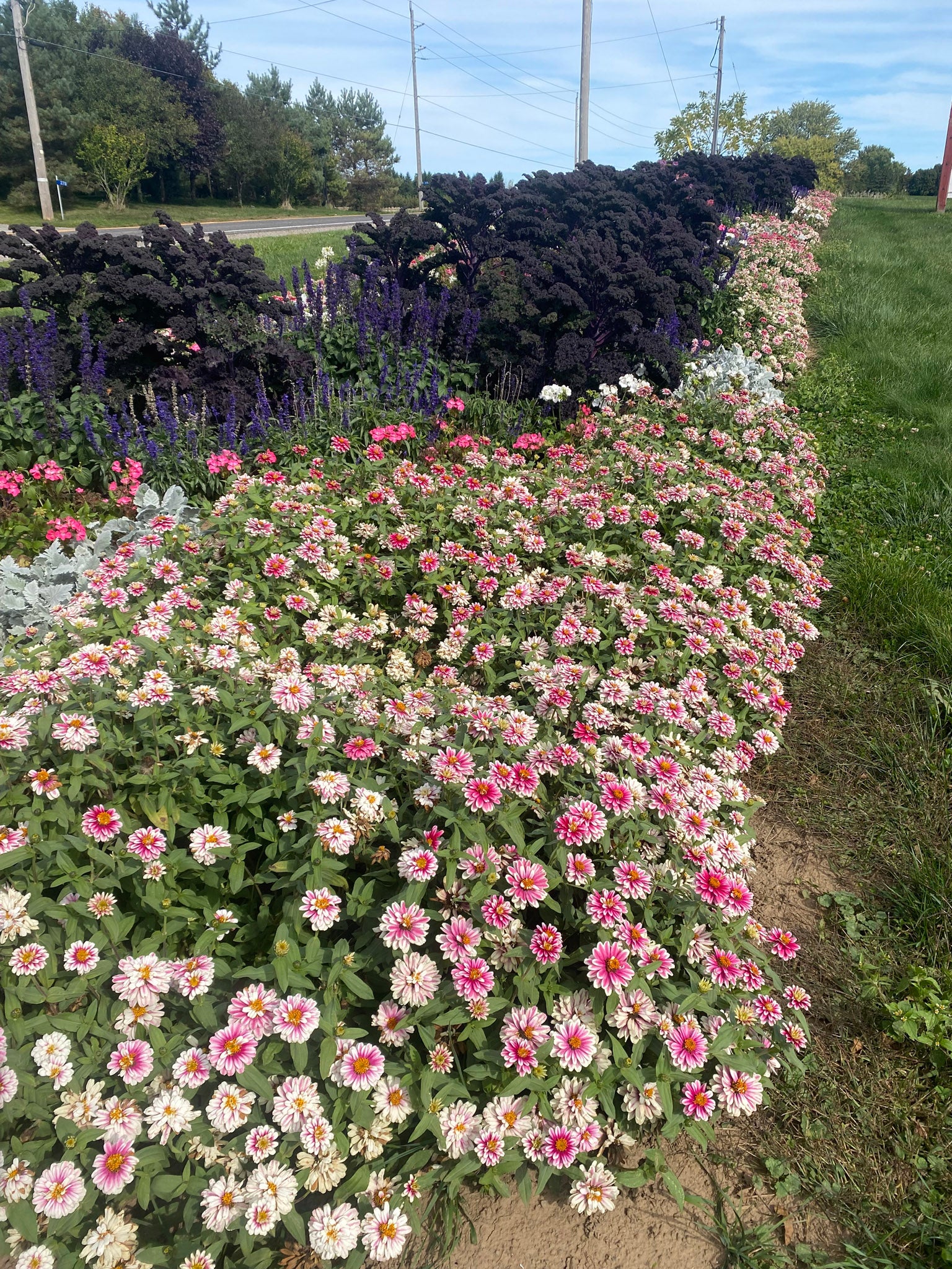 Zinnia, Zahara Double Raspberry Ripple – William Dam Seeds