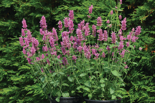 Agastache, Arcado Pink – William Dam Seeds