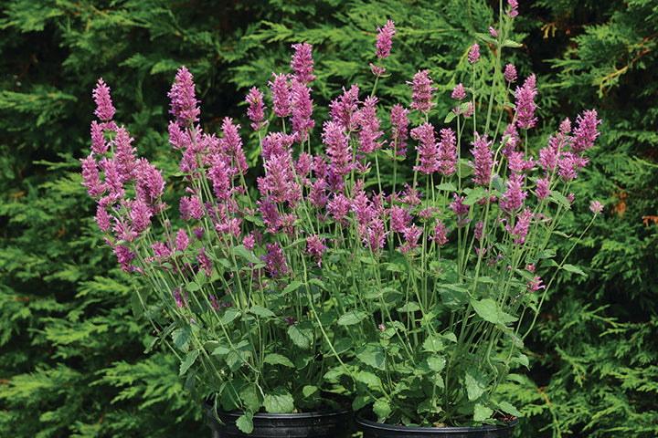 Agastache, Arcado Pink – William Dam Seeds
