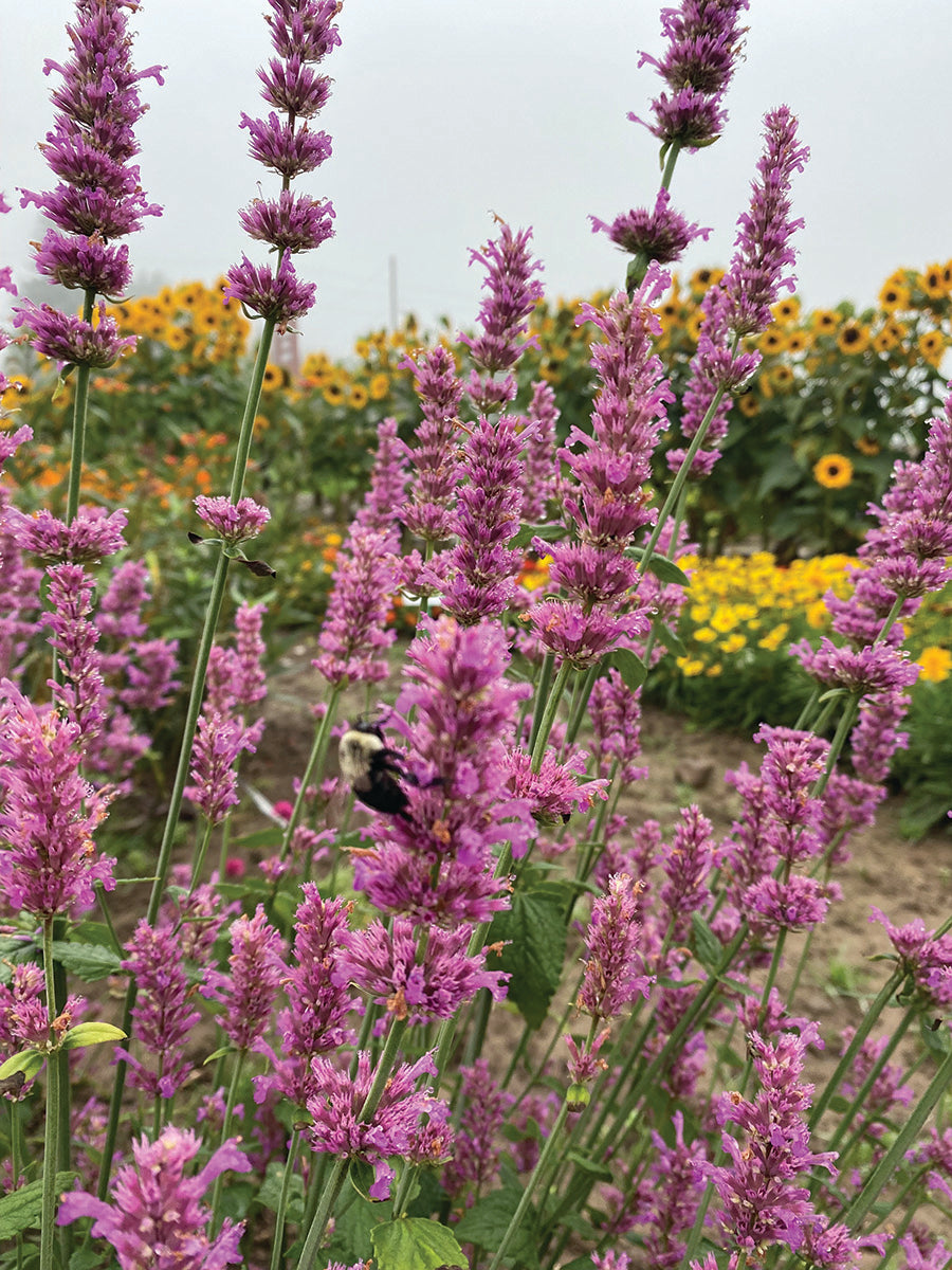 Agastache, Arcado Pink – William Dam Seeds