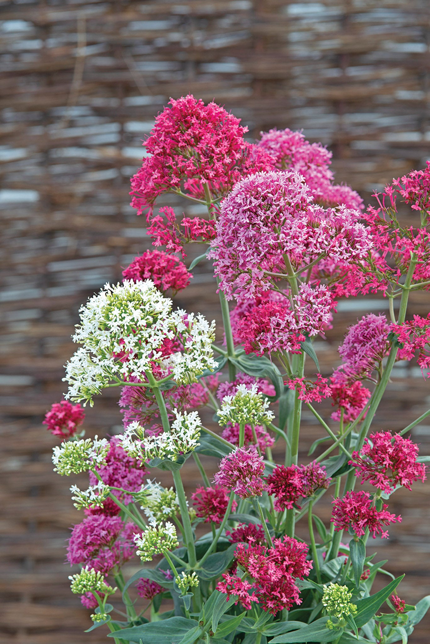 Centranthus, Pretty Betsy Mix – William Dam Seeds