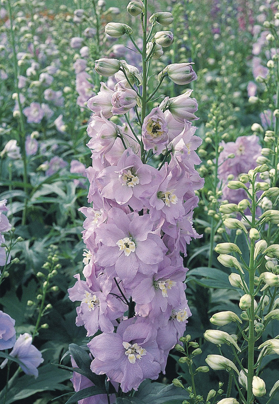 Delphinium, Lavender Guinevere – William Dam Seeds