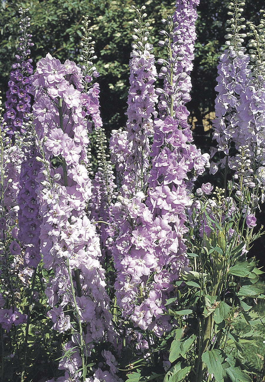 Delphinium, Lavender Guinevere – William Dam Seeds