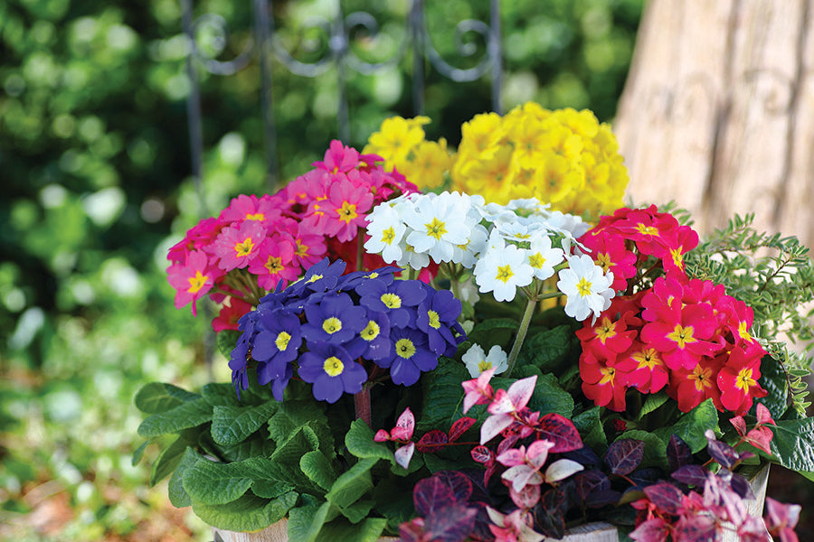 Primula, Lighthouse Mix – William Dam Seeds